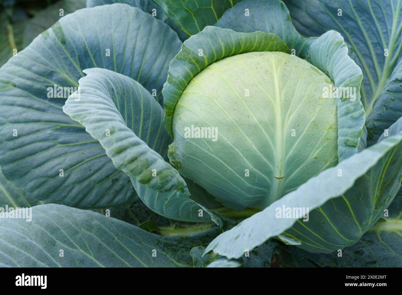 A healthy head of cabbage is shown growing in a well-tended garden ...