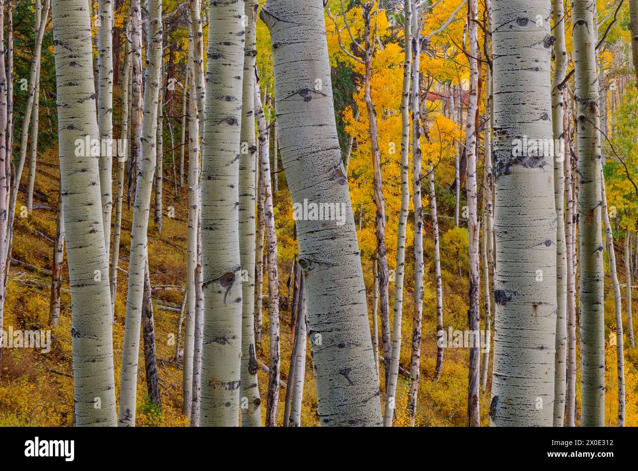 Aspen Trunks 1 Stock Photo - Alamy
