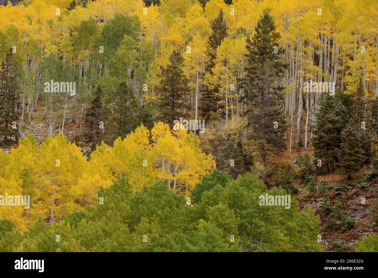 Busting out hi-res stock photography and images - Alamy