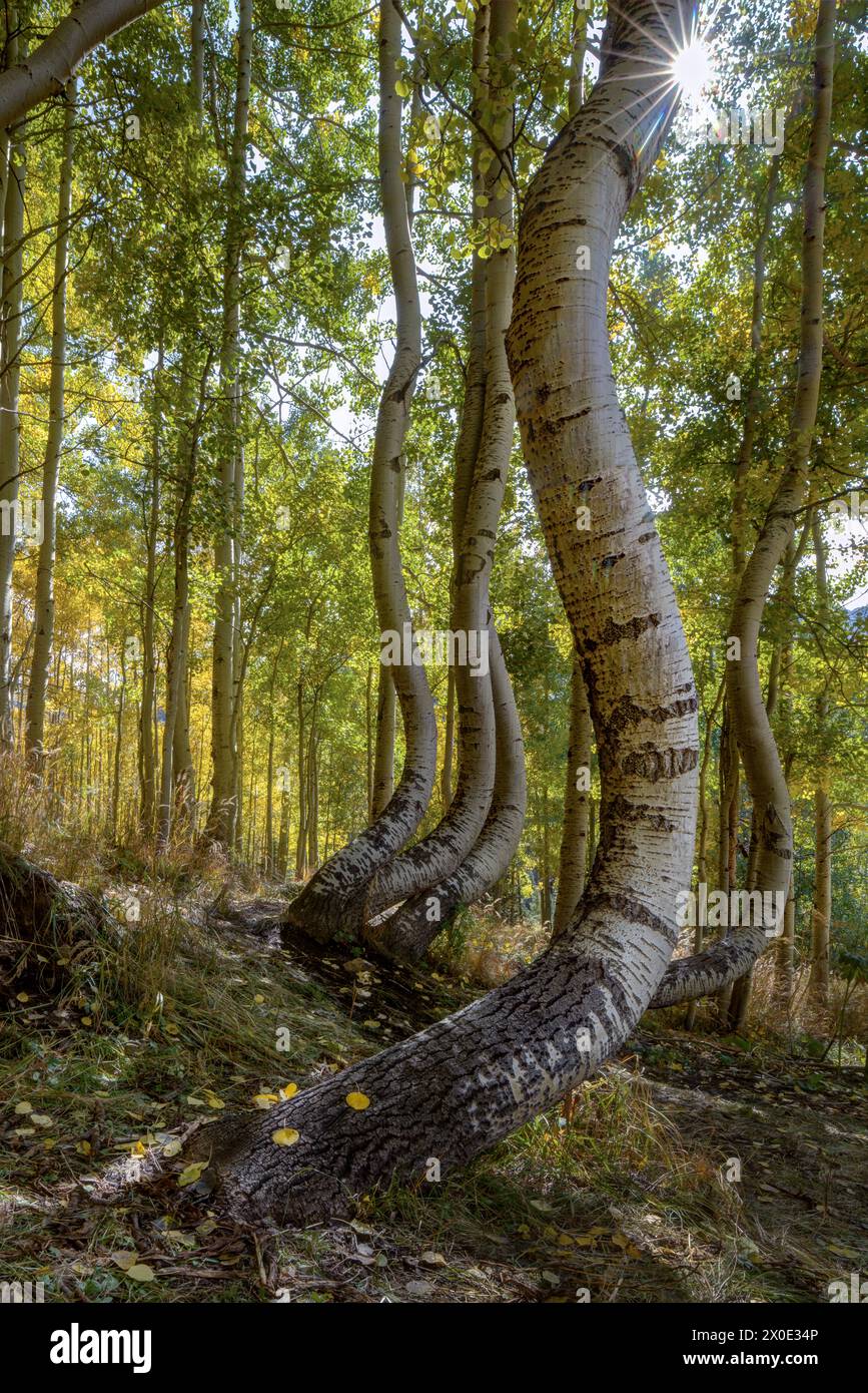 Dancing aspen trees hi-res stock photography and images - Alamy Dancing aspen trees hi-res stock photography and images - Alamy
