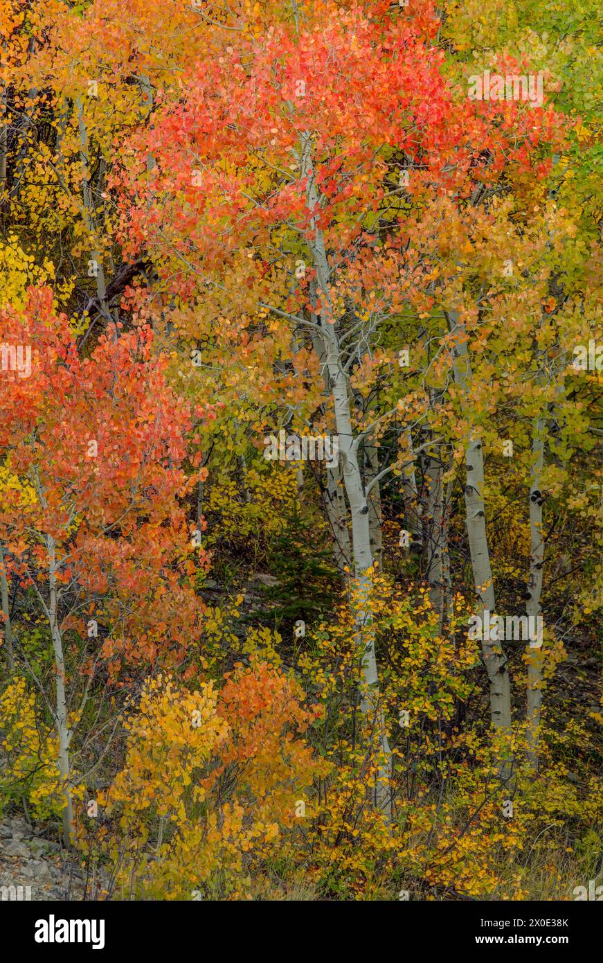 Red Orange Magic 1 Stock Photo - Alamy