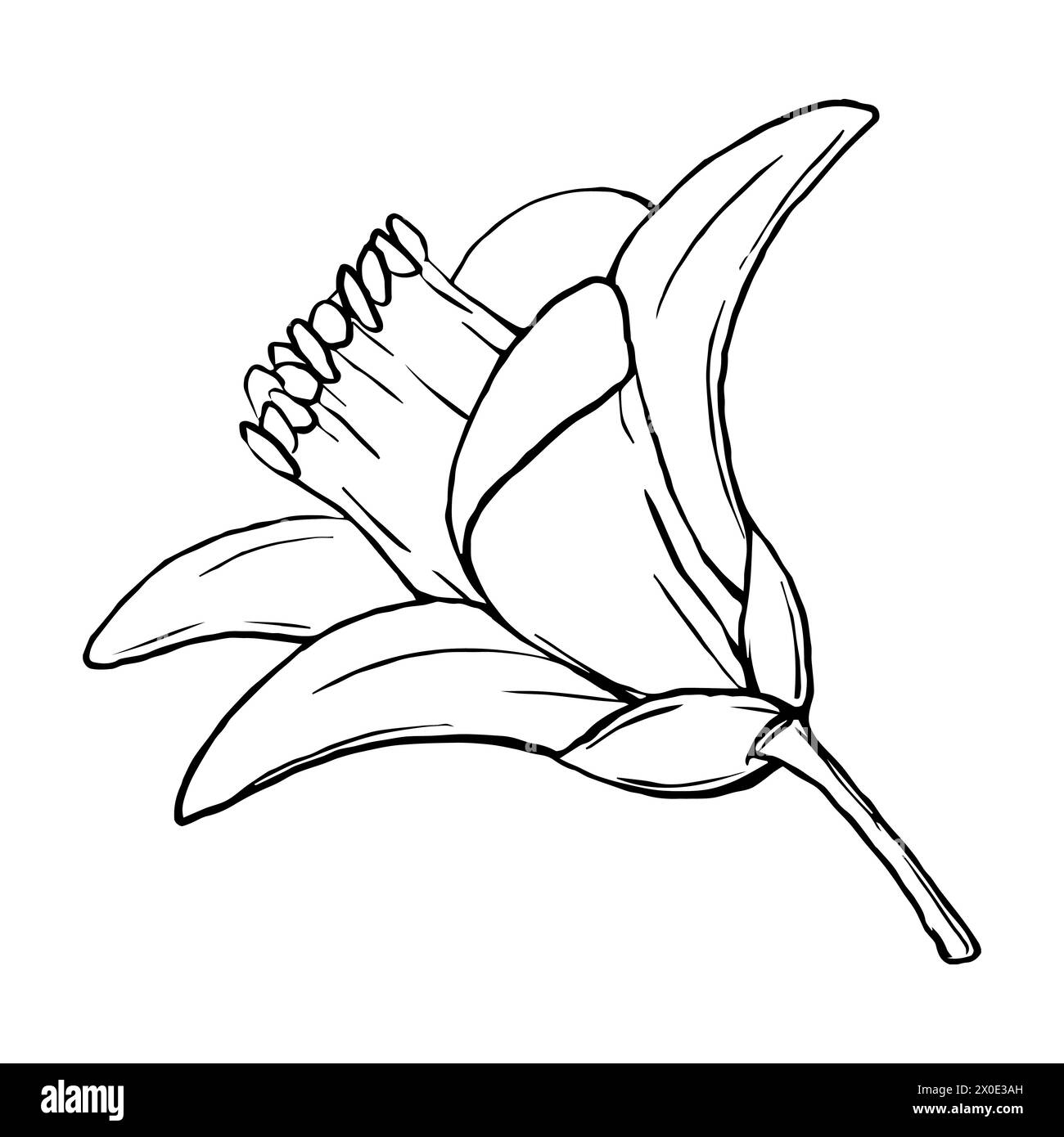 Flower Lemon sketch. Exotic plants design template. Vector Graphic ...