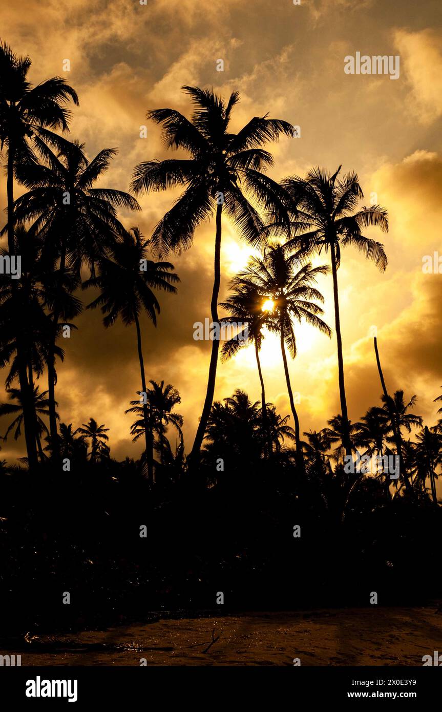 Yellow sunset on a caribbean sea beach with palm trees in backlight and ...