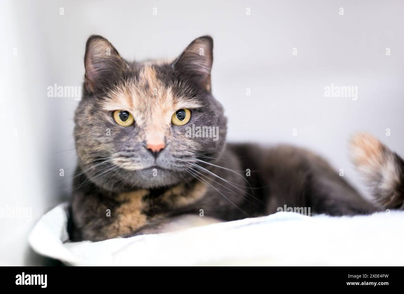 A Dilute Tortoiseshell shorthair cat relaxing on a blanket Stock Photo ...