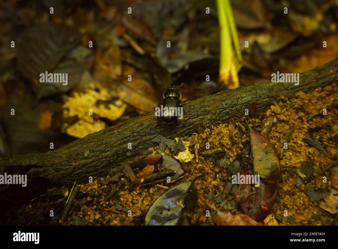beetle on a log in the rainforest Stock Photo - Alamy