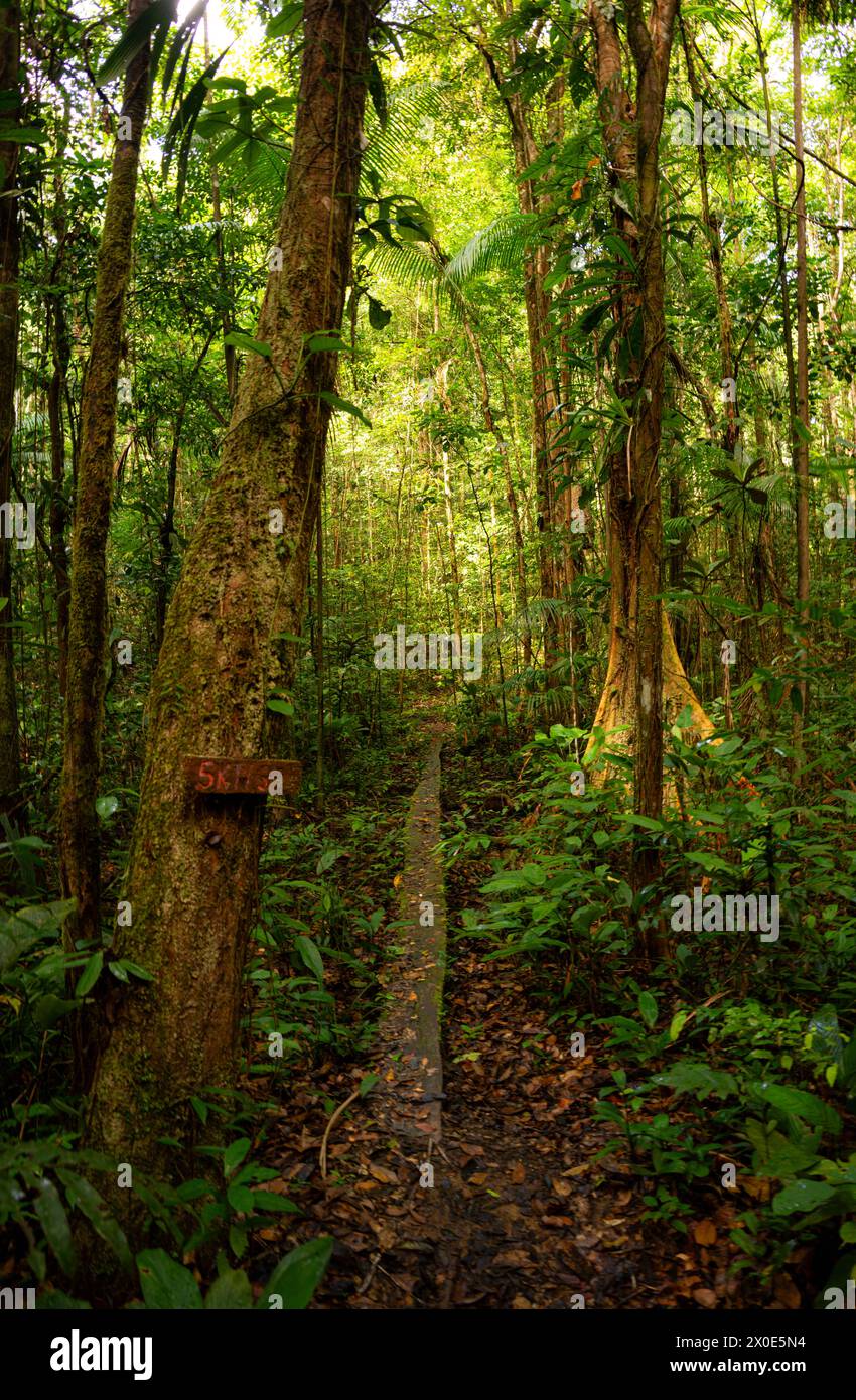 Trail in the rainforest Stock Photo - Alamy