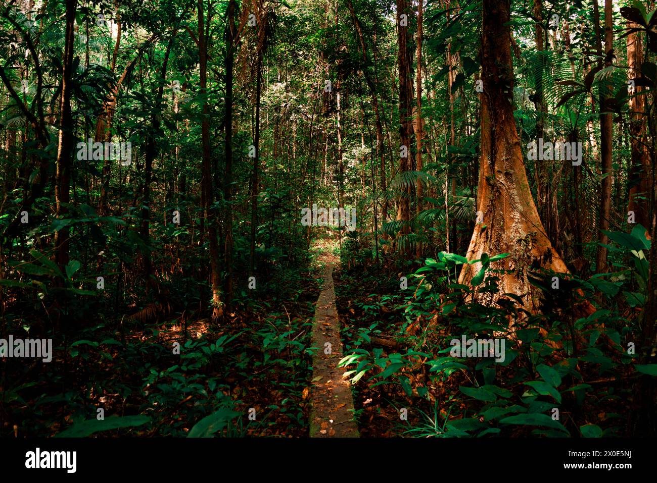 Trail in the rainforest Stock Photo - Alamy