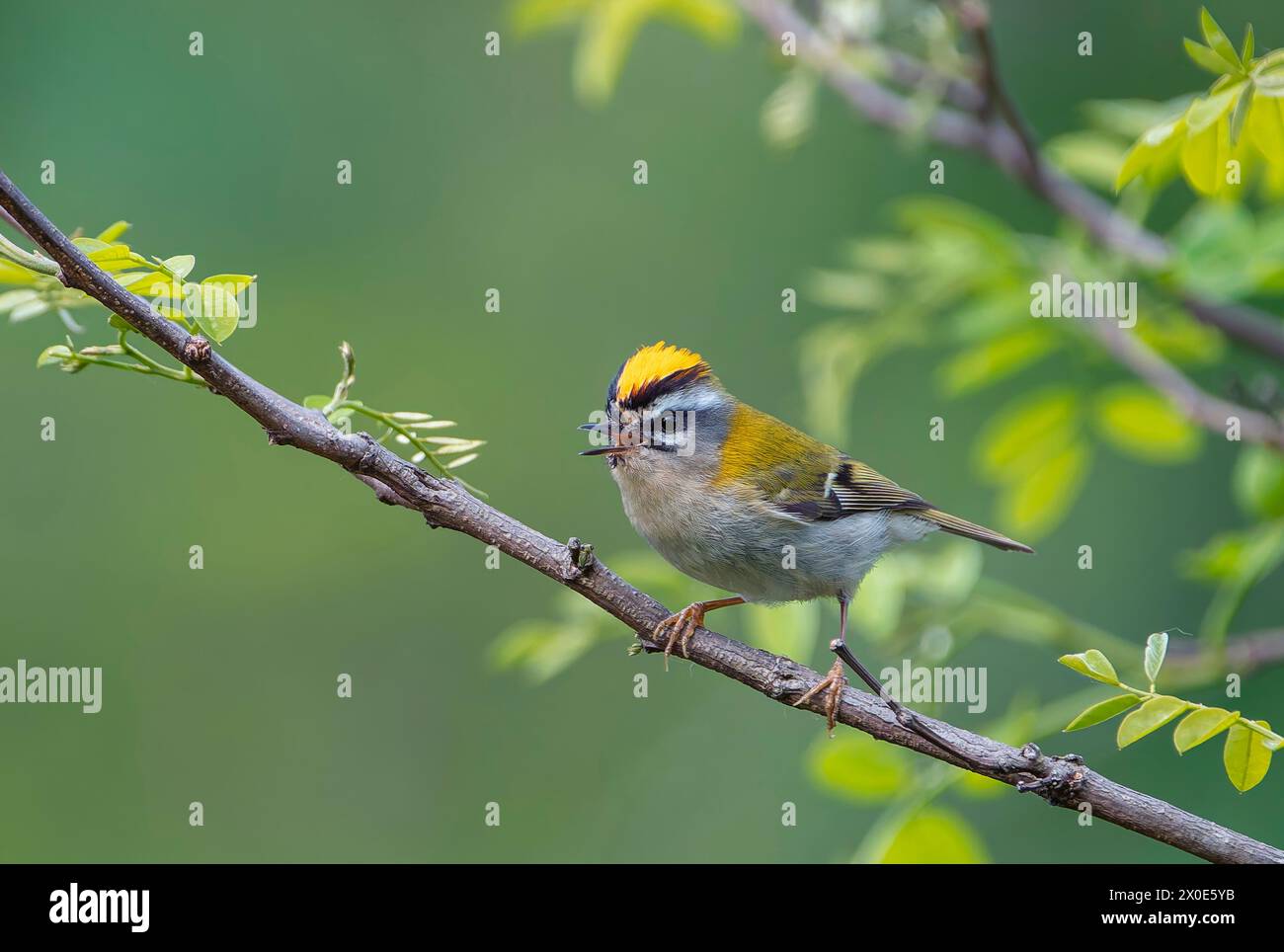 Common firecrest singing on a branch. Spain Stock Photo - Alamy