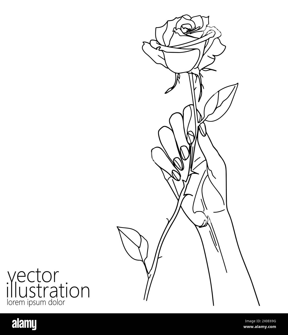 Rose Drawings Outline