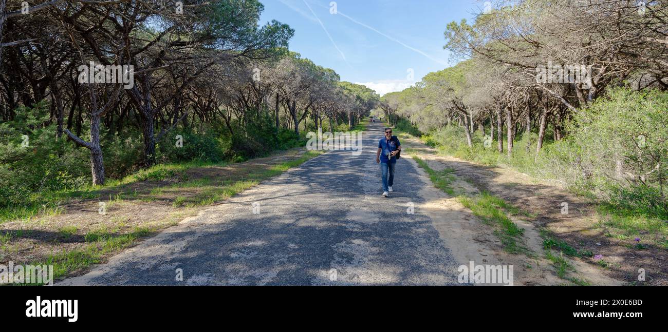 Old tar road surrounded by trees in the Mata dos Medos on the coast of ...