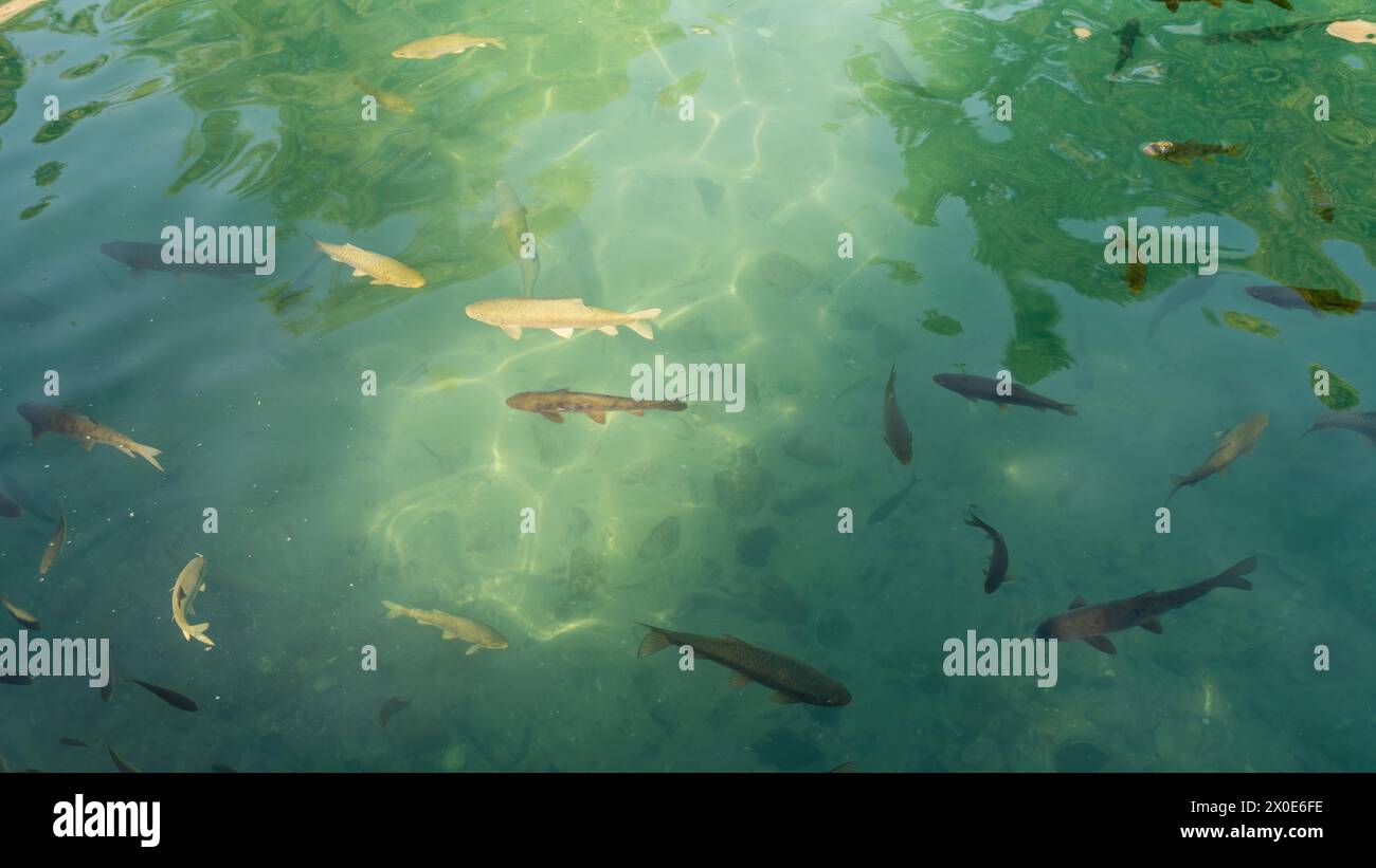 Birth pond hi-res stock photography and images - Alamy