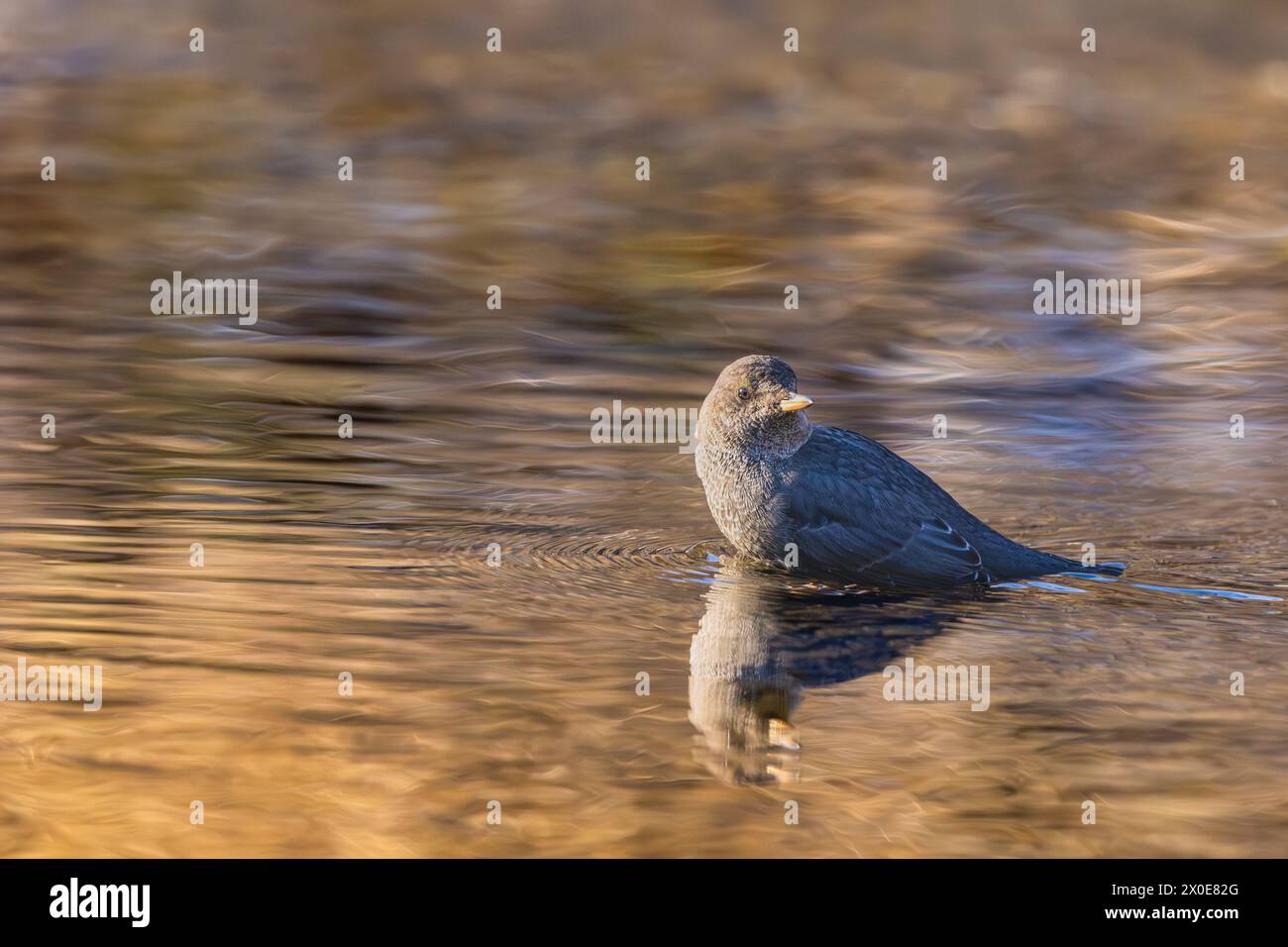 American dipper in river hi-res stock photography and images - Alamy