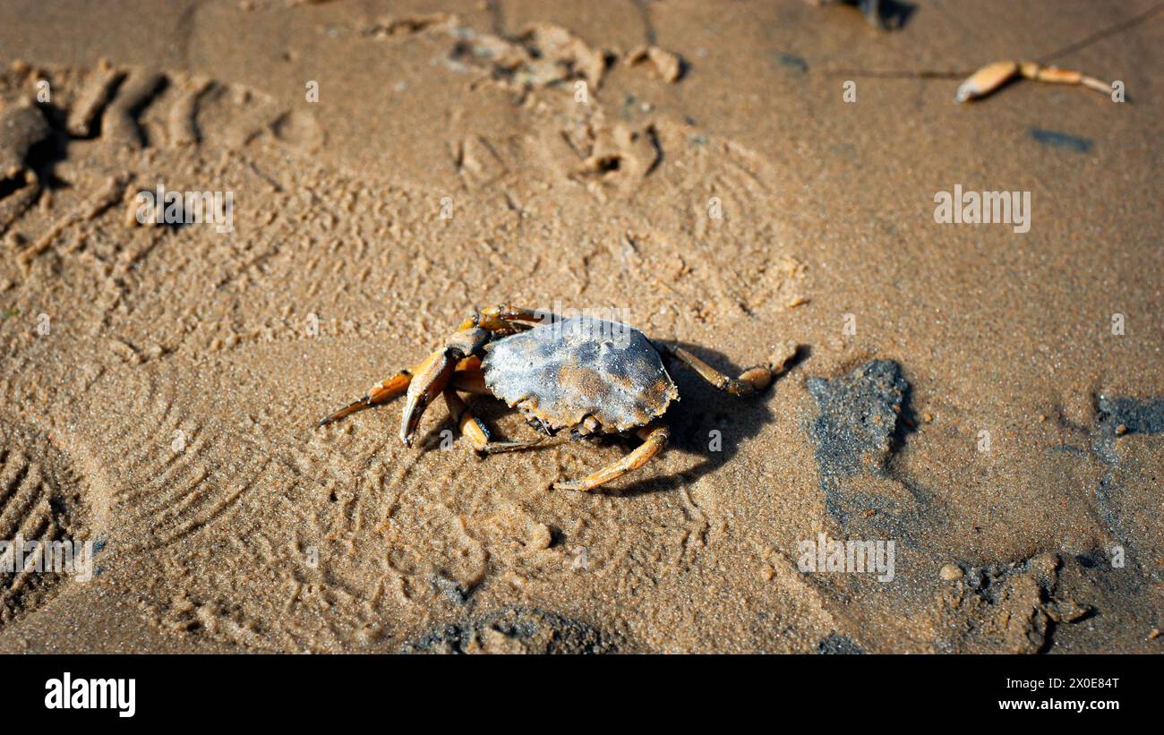 Krabbe am Strand Stock Photo - Alamy