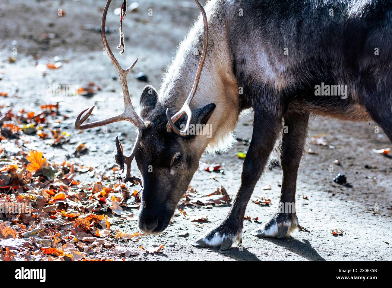 Hirsch im Gehege Stock Photo - Alamy