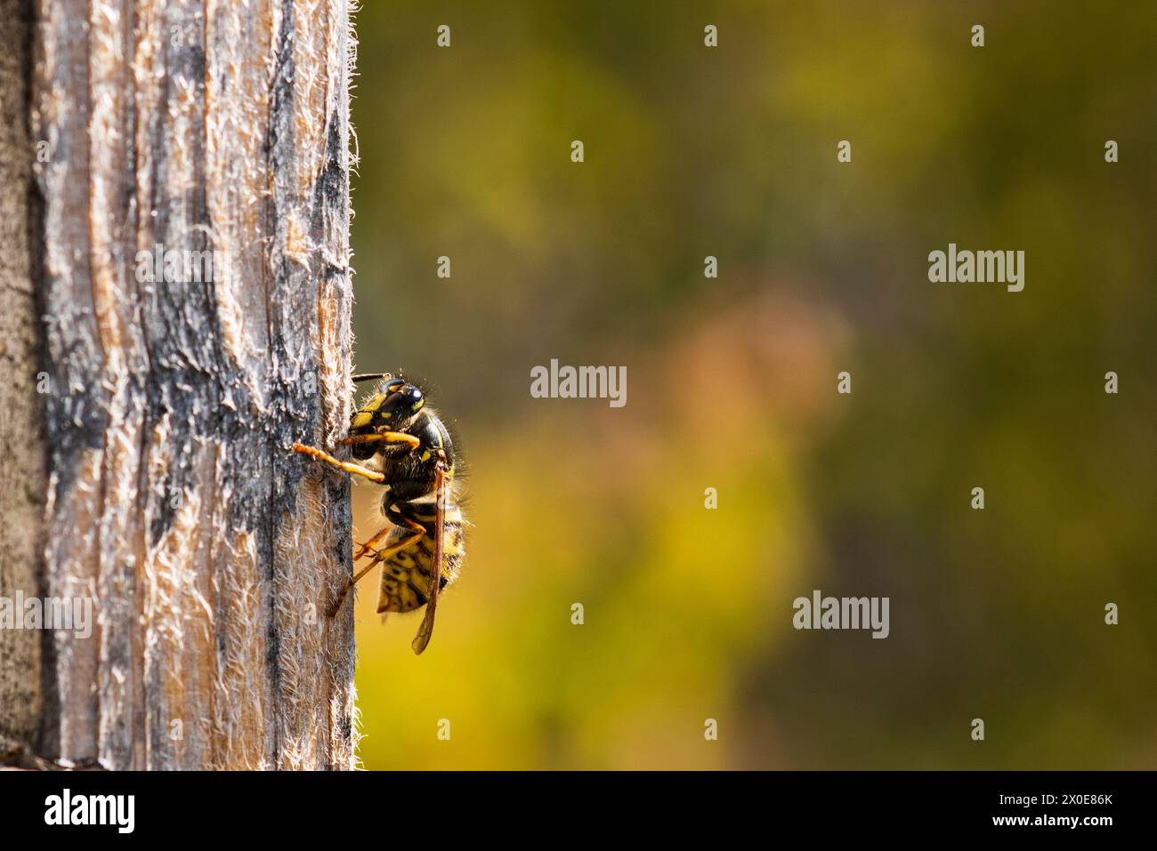 Wespe am Insektenhotel Stock Photo - Alamy
