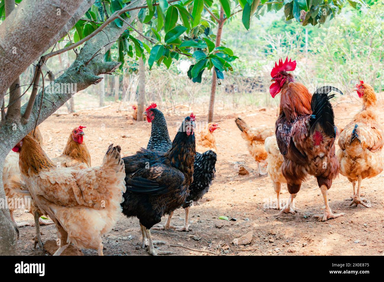 Farm countryside animal hen design hi-res stock photography and images ...