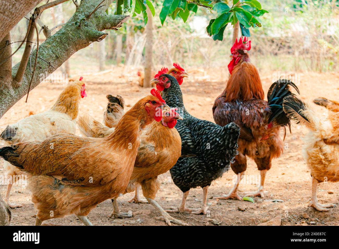 Creole chickens next to the rooster sunbathe while grazing on dry land ...