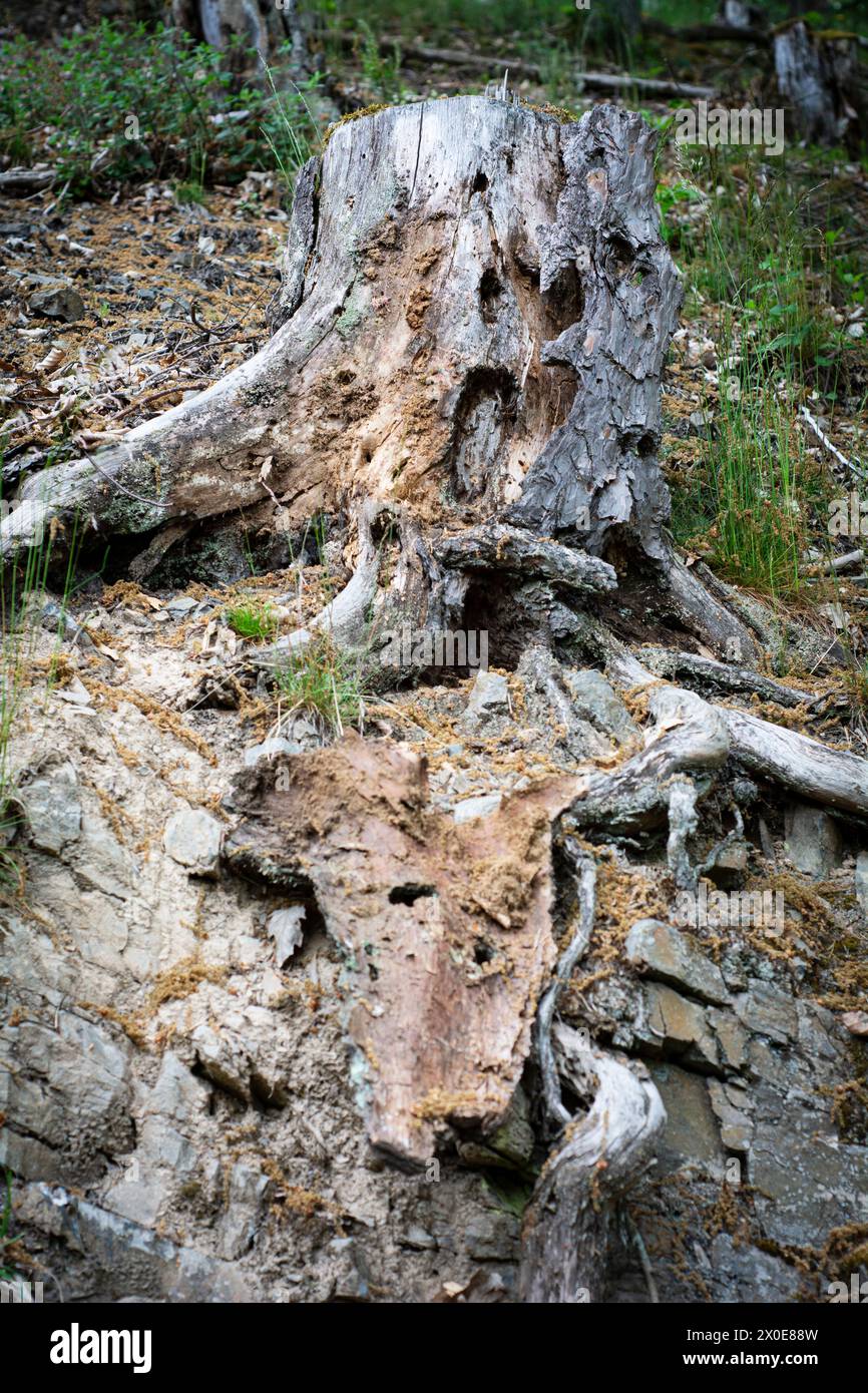 Insekten bau hi-res stock photography and images - Alamy