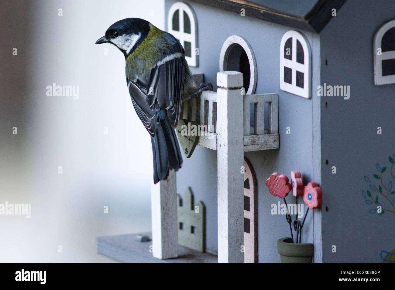 Nistkasten meise hi-res stock photography and images - Alamy