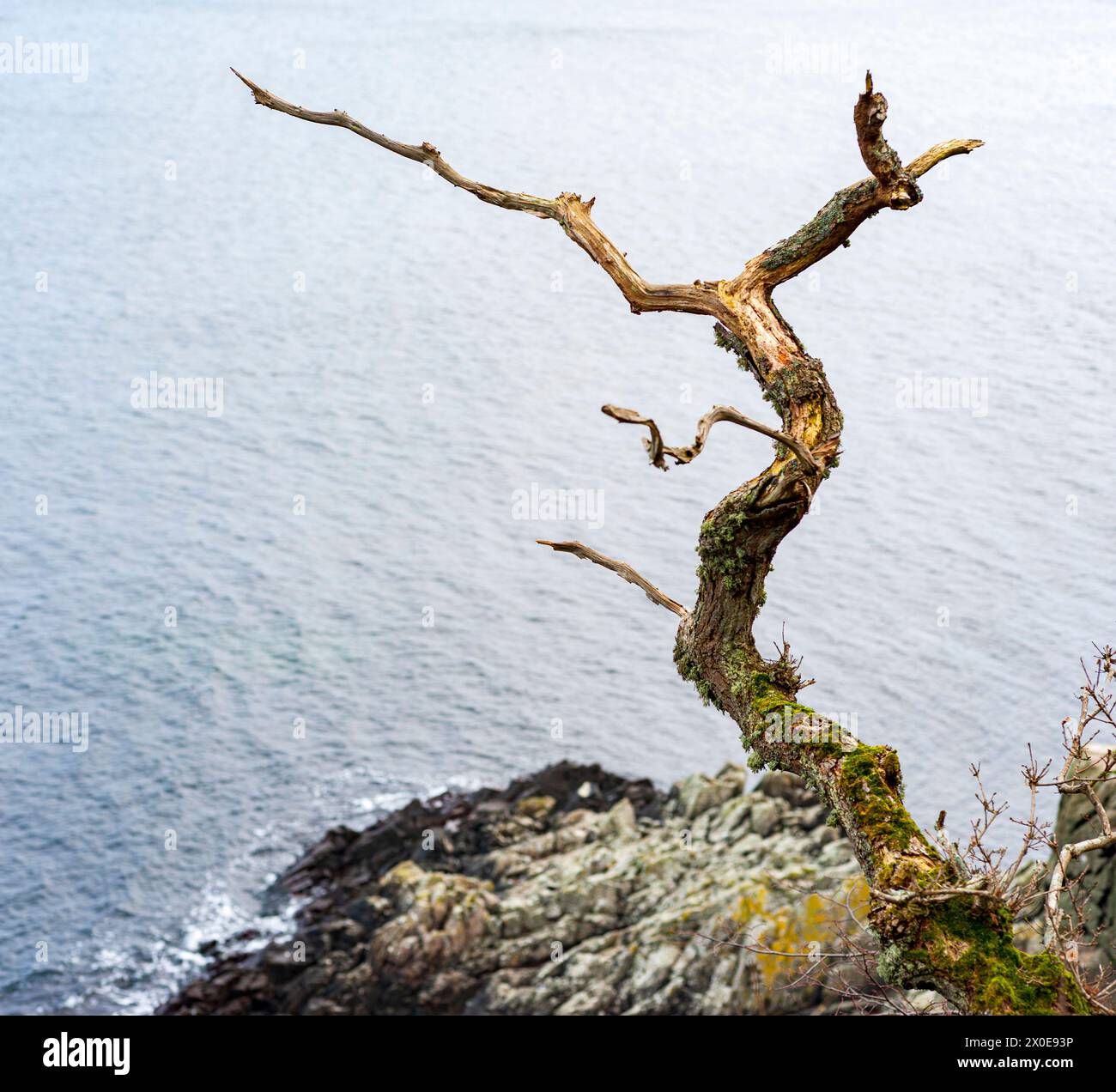 Blüte am baum hi-res stock photography and images - Alamy