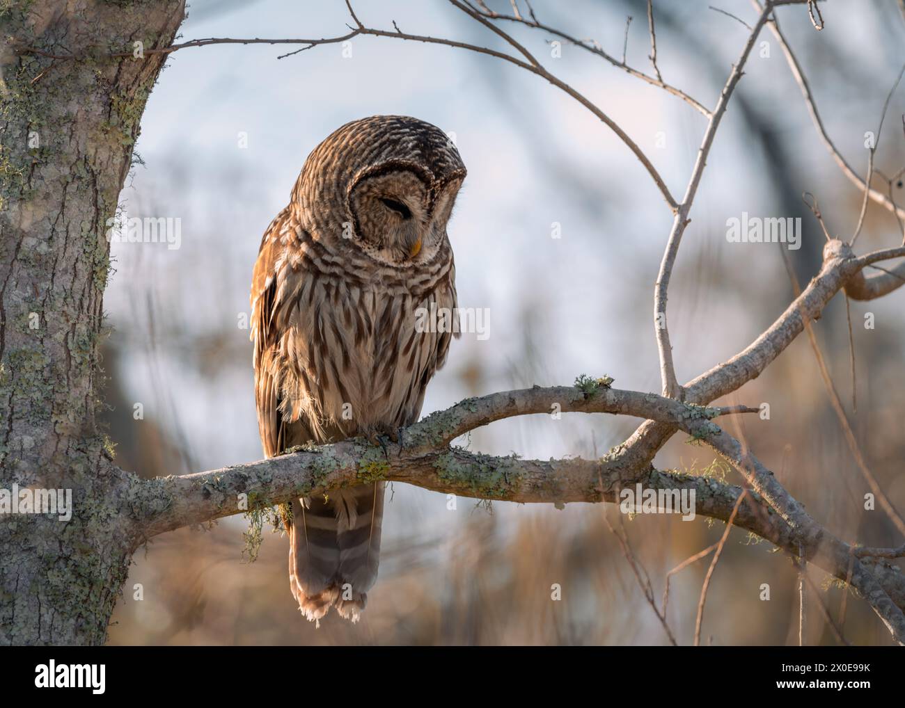 Barred Owl Resting in Tree Stock Photo - Alamy