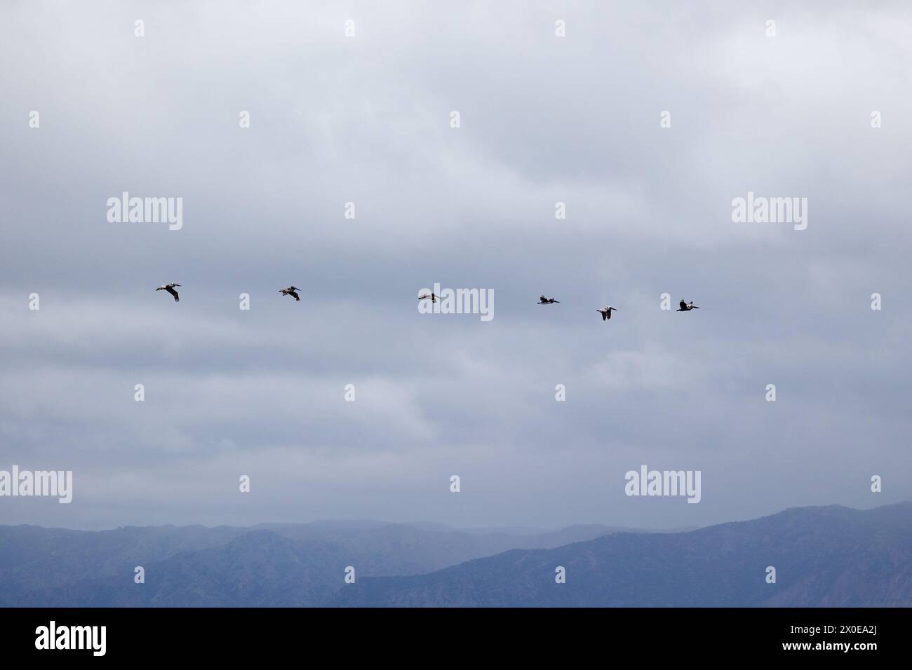 Birds flying above long beach hi-res stock photography and images - Alamy