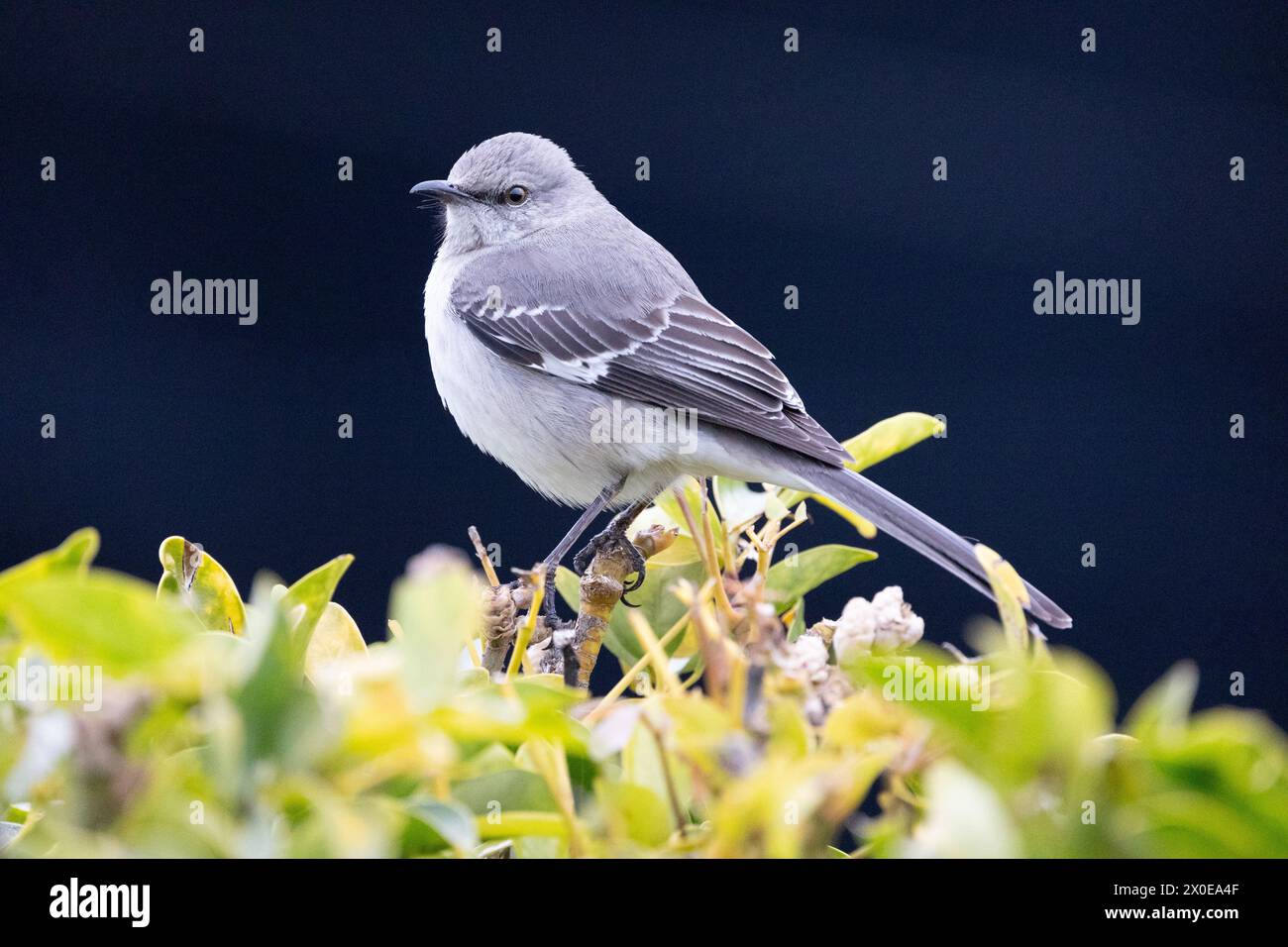 Northern Mockingbird (Mimus polyglottos) perched in a shrub and with a ...