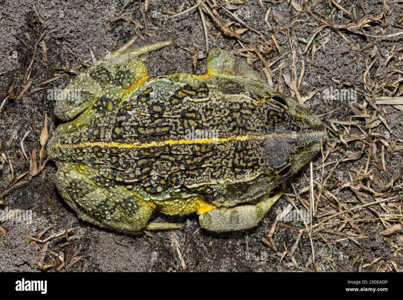 Biodiversity discovery hi-res stock photography and images - Alamy