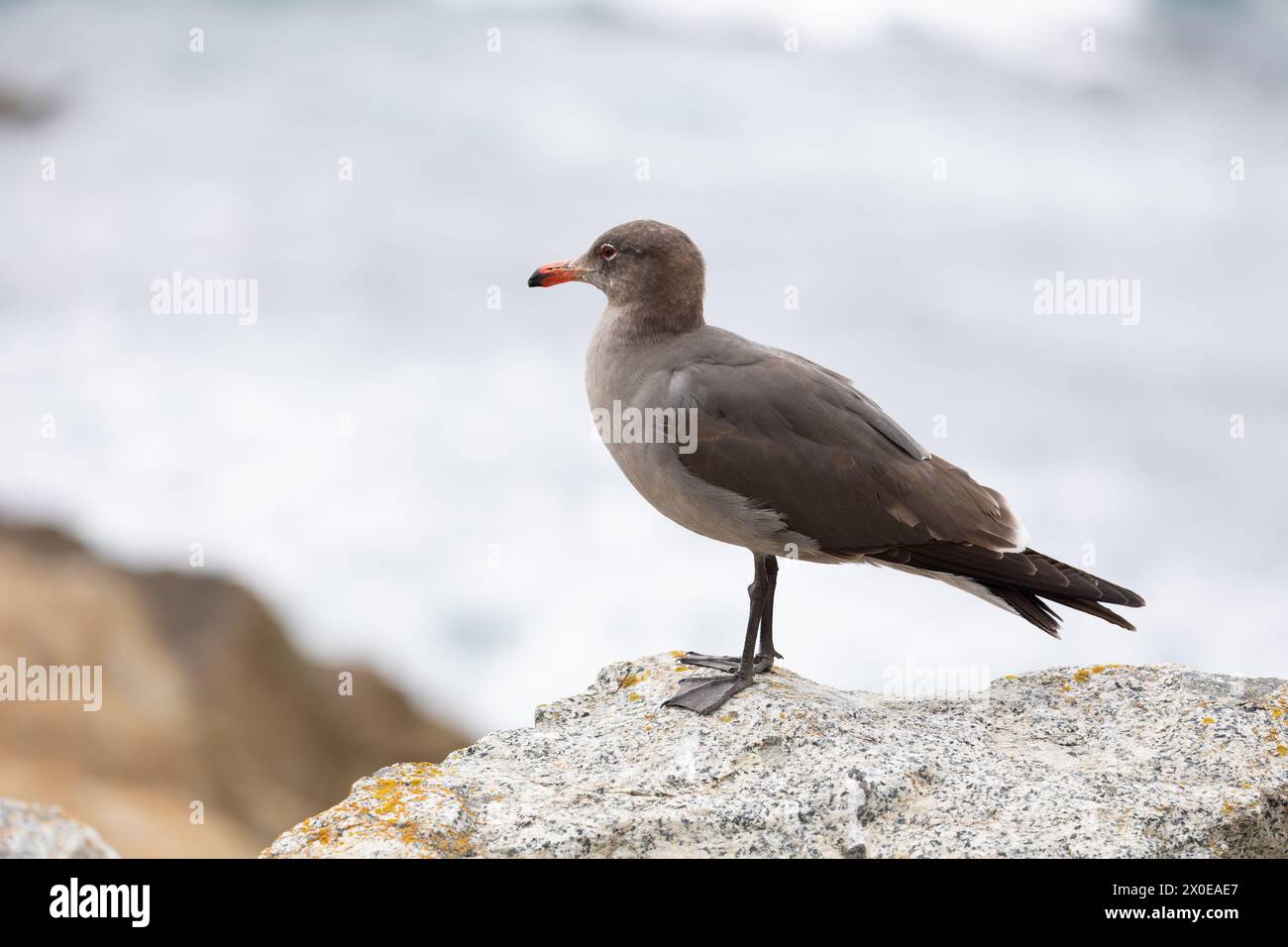Heermann's Gull (Larus heermanni) in immature, juvenile or non breeding ...