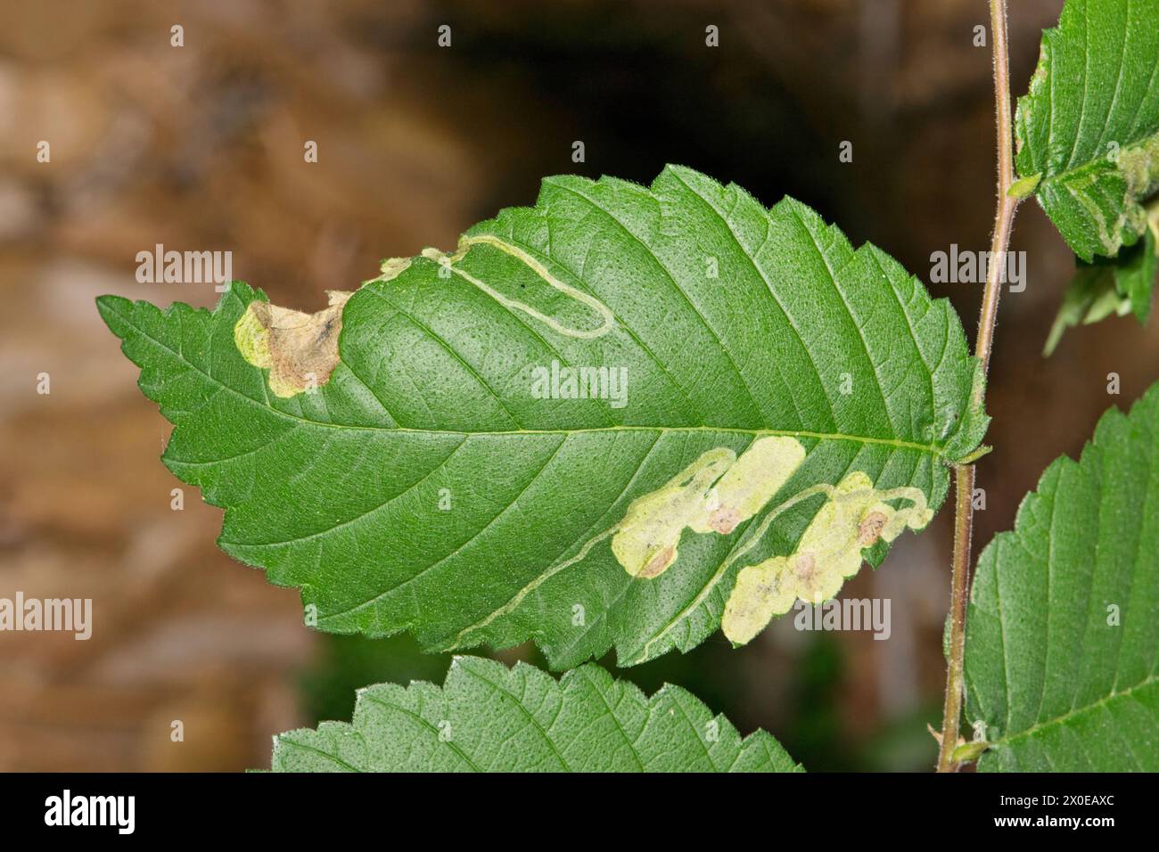 Leaf insect damage hi-res stock photography and images - Alamy