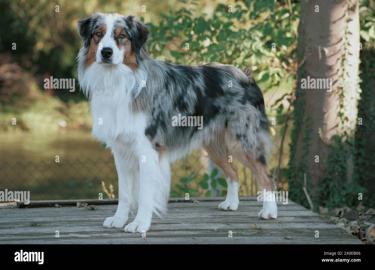 Standard australian shepherd hi-res stock photography and images - Alamy