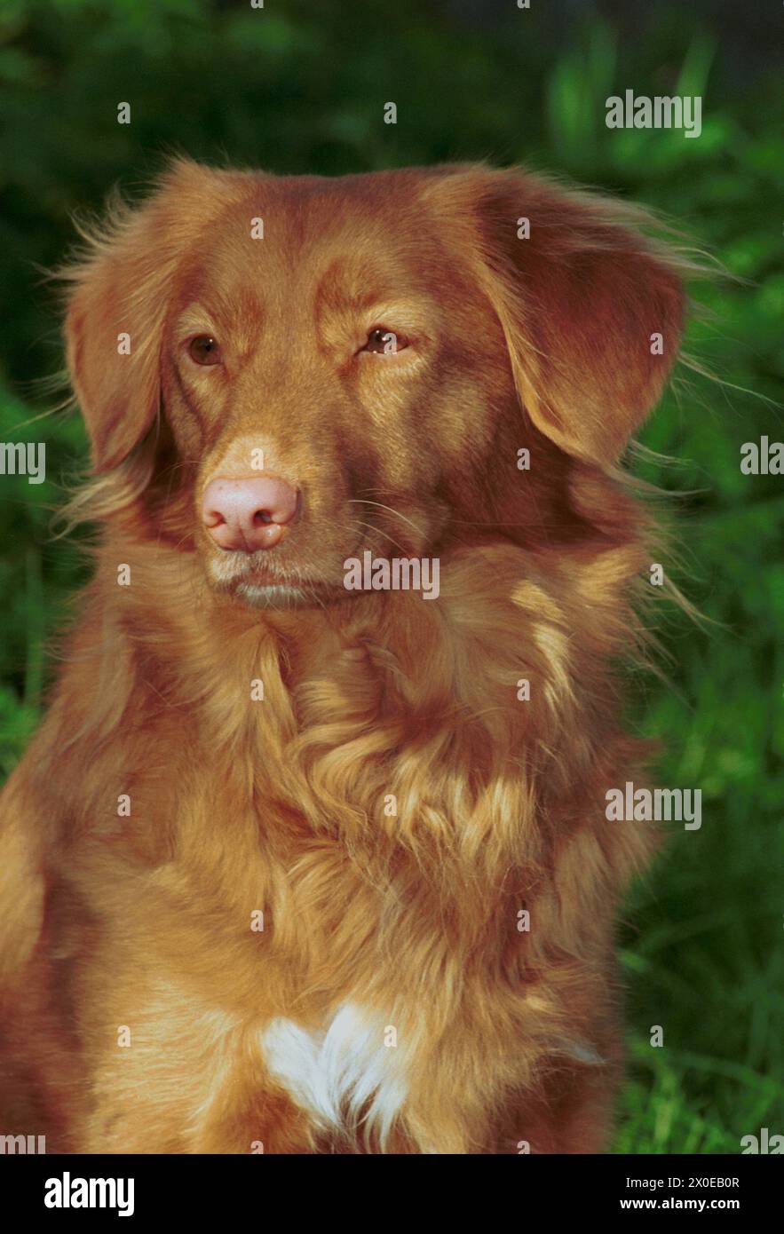 Adult duck tolling retriever hi-res stock photography and images - Alamy