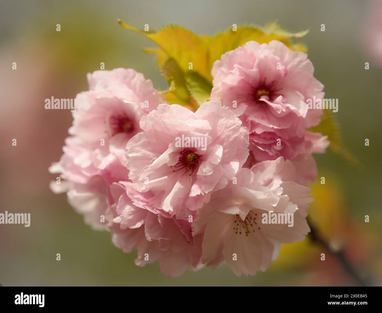 Spring Cherry Blossom Stock Photo - Alamy