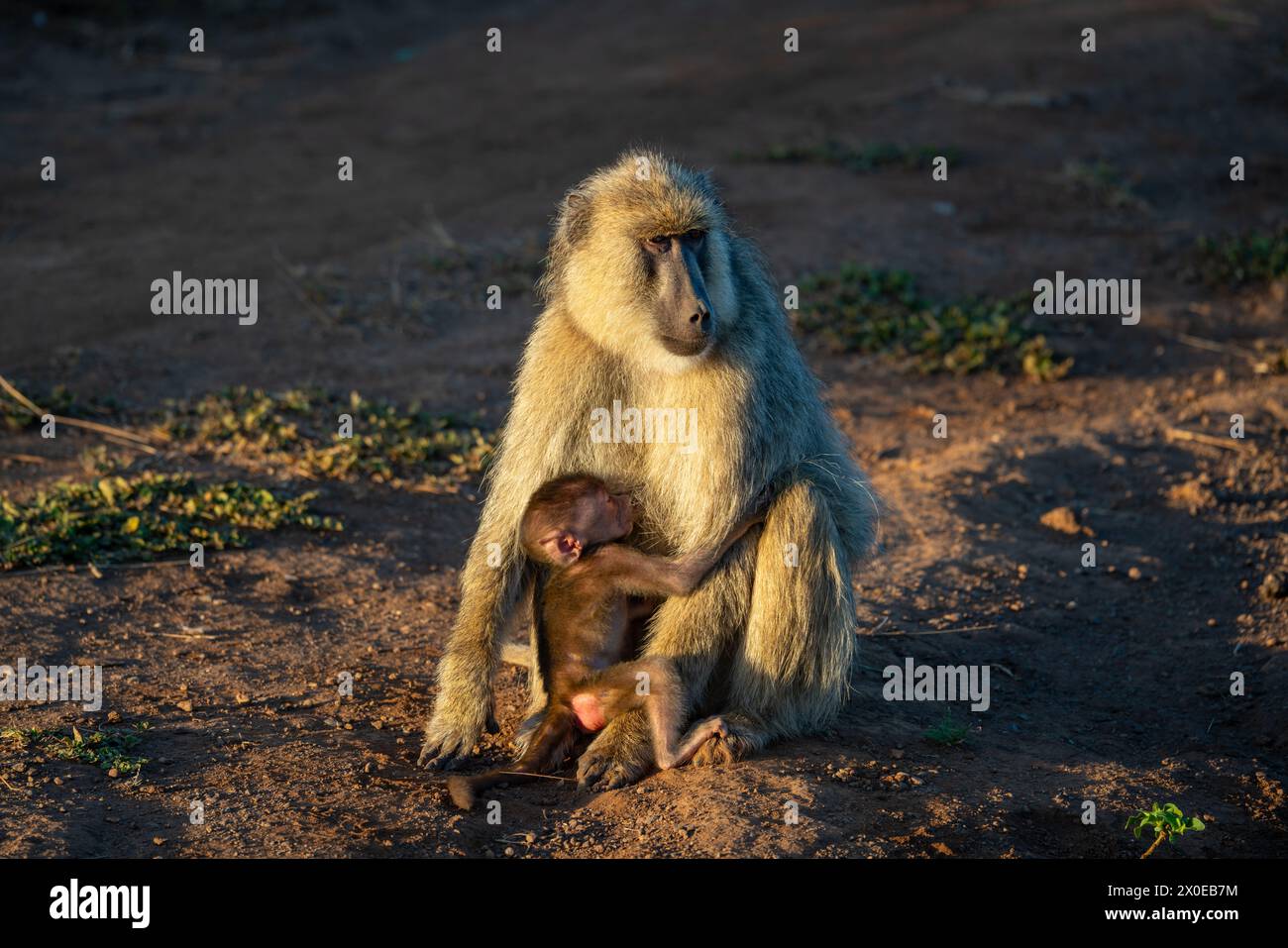 Congo ivory coast hi-res stock photography and images - Alamy
