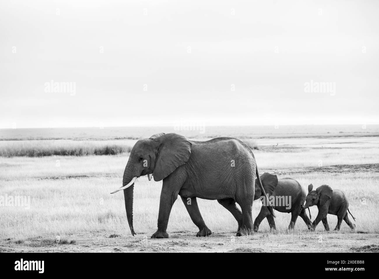 African elephant sand Black and White Stock Photos & Images - Alamy