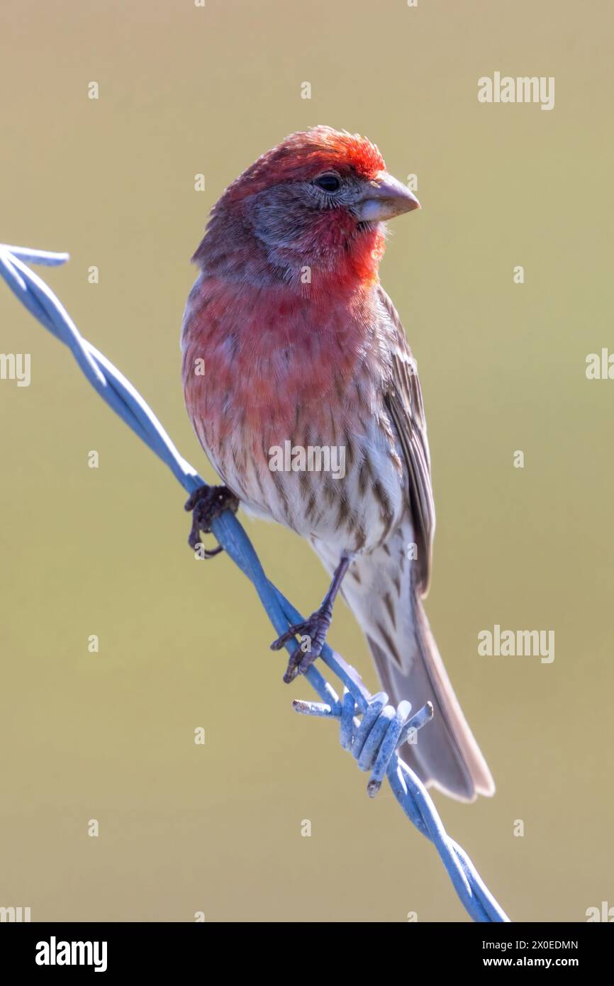 House Finch male perched on a barbed wire. Palo Alto Baylands, Santa ...