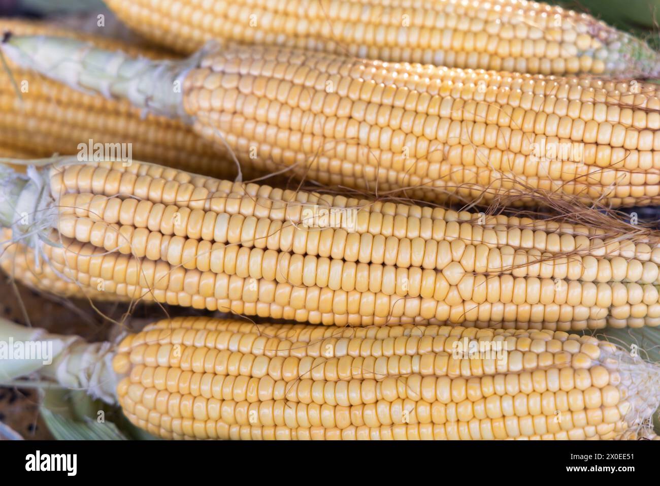 macro of sweetcorn cob peeled, grains food security worldwide Stock ...