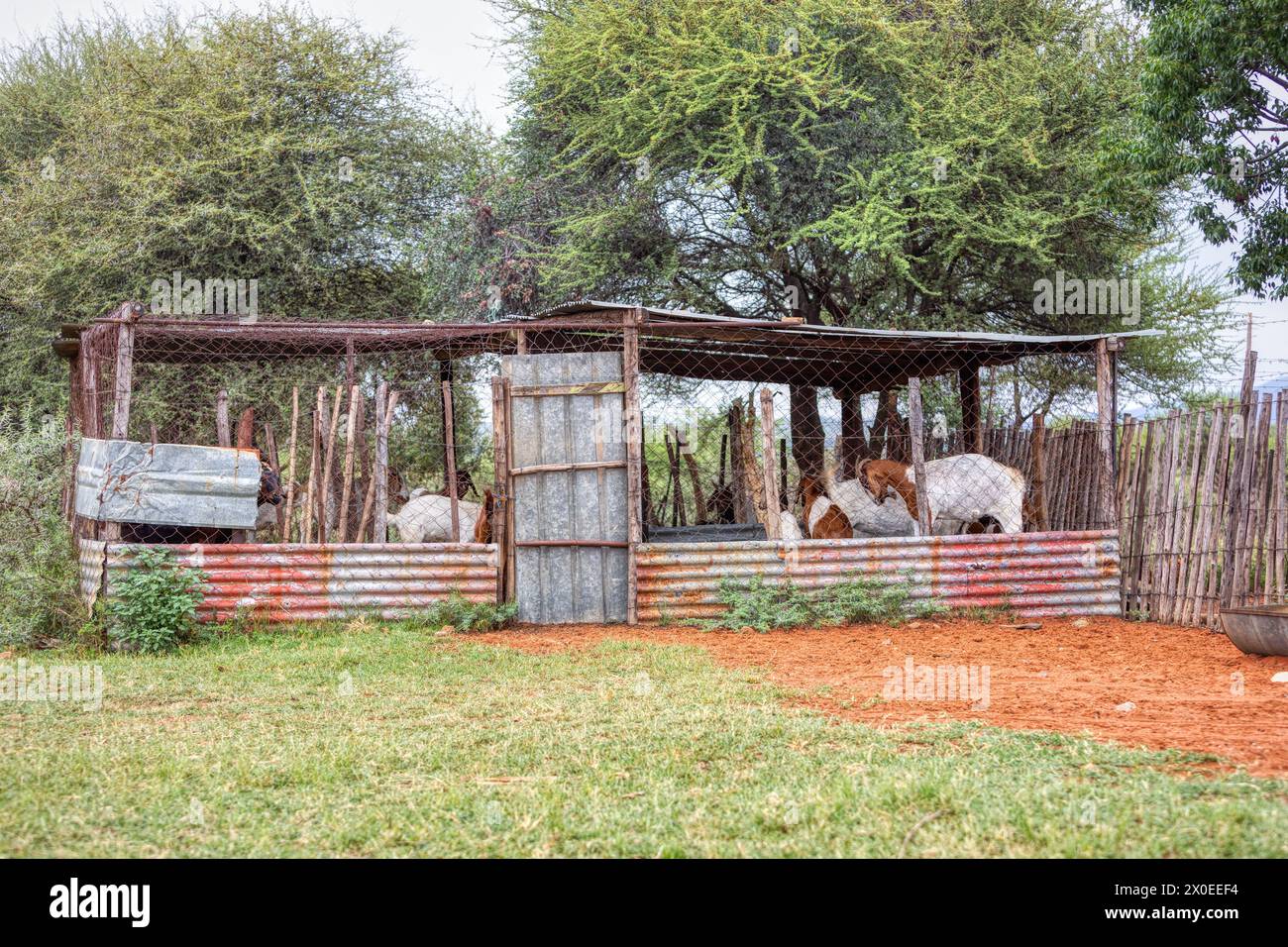 goats small livestock in the farmyard in a pen paddlock Stock Photo - Alamy