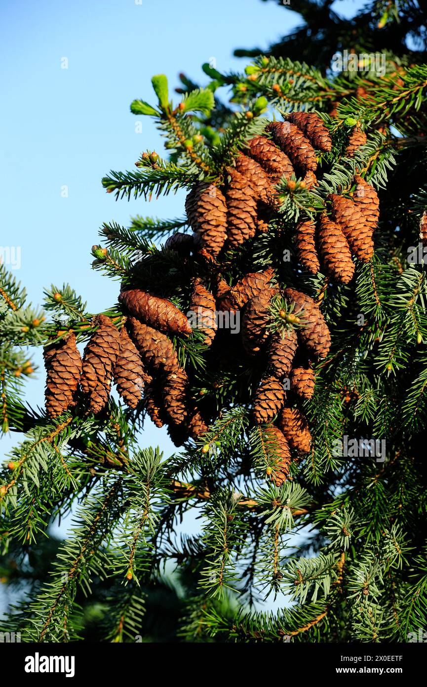 Tree, cones, fruit, breathing, health, smell, clean air, ecology ...