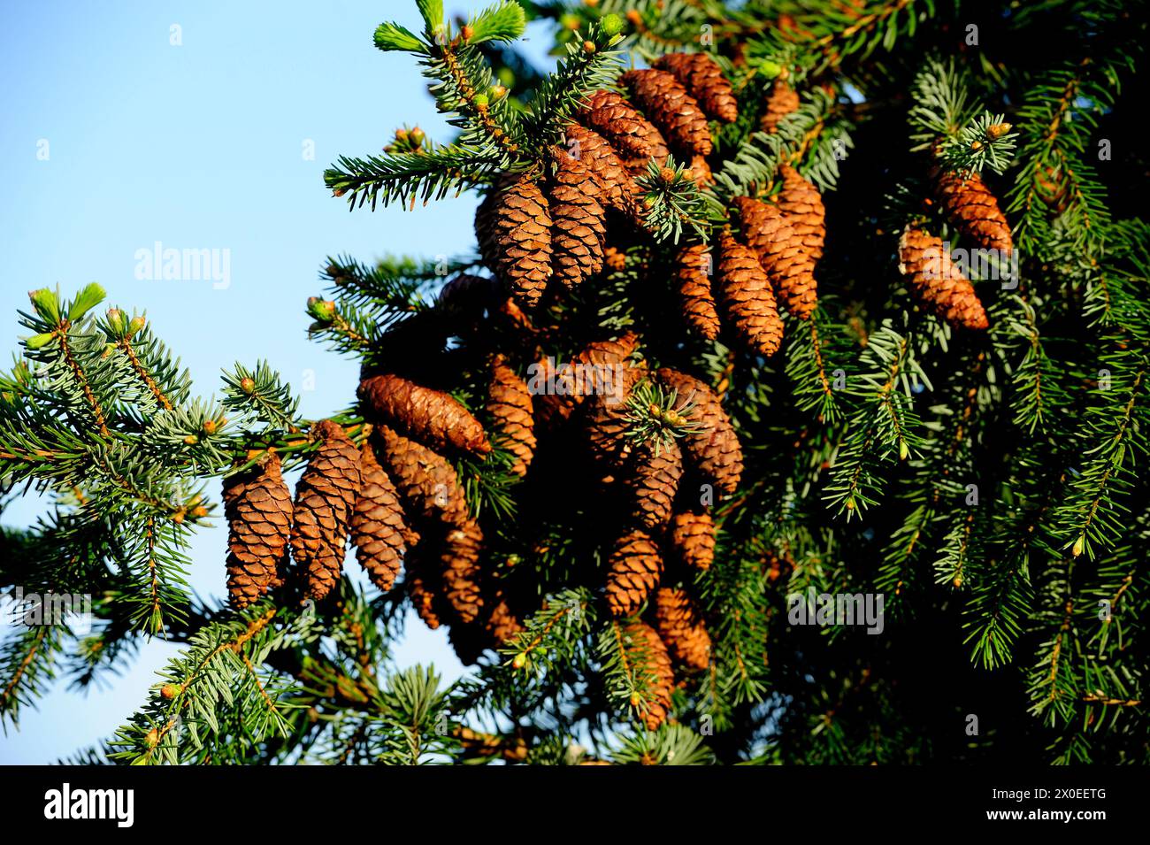 Tree, cones, fruit, breathing, health, smell, clean air, ecology ...
