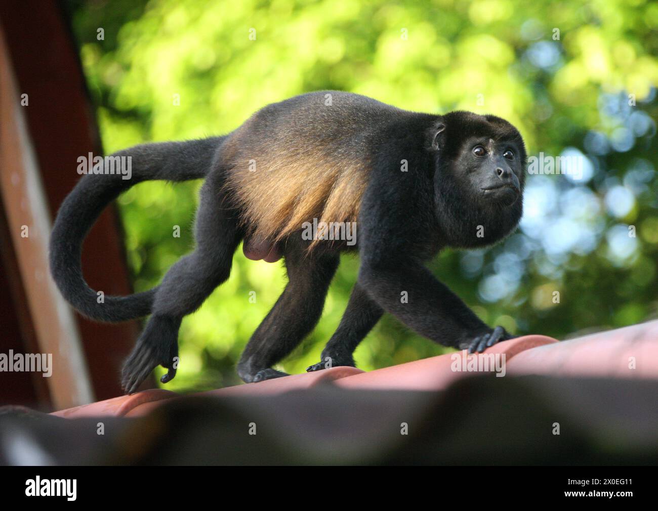 Male Golden-mantled Howler Monkey, Alouatta palliata palliata, Atelidae ...