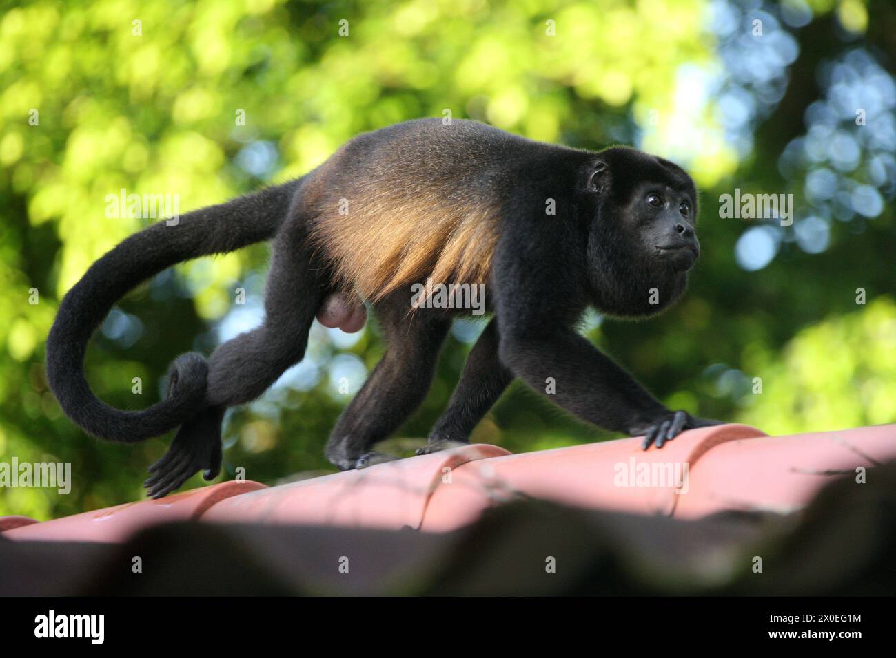 Howler monkey guatemala hi-res stock photography and images - Alamy