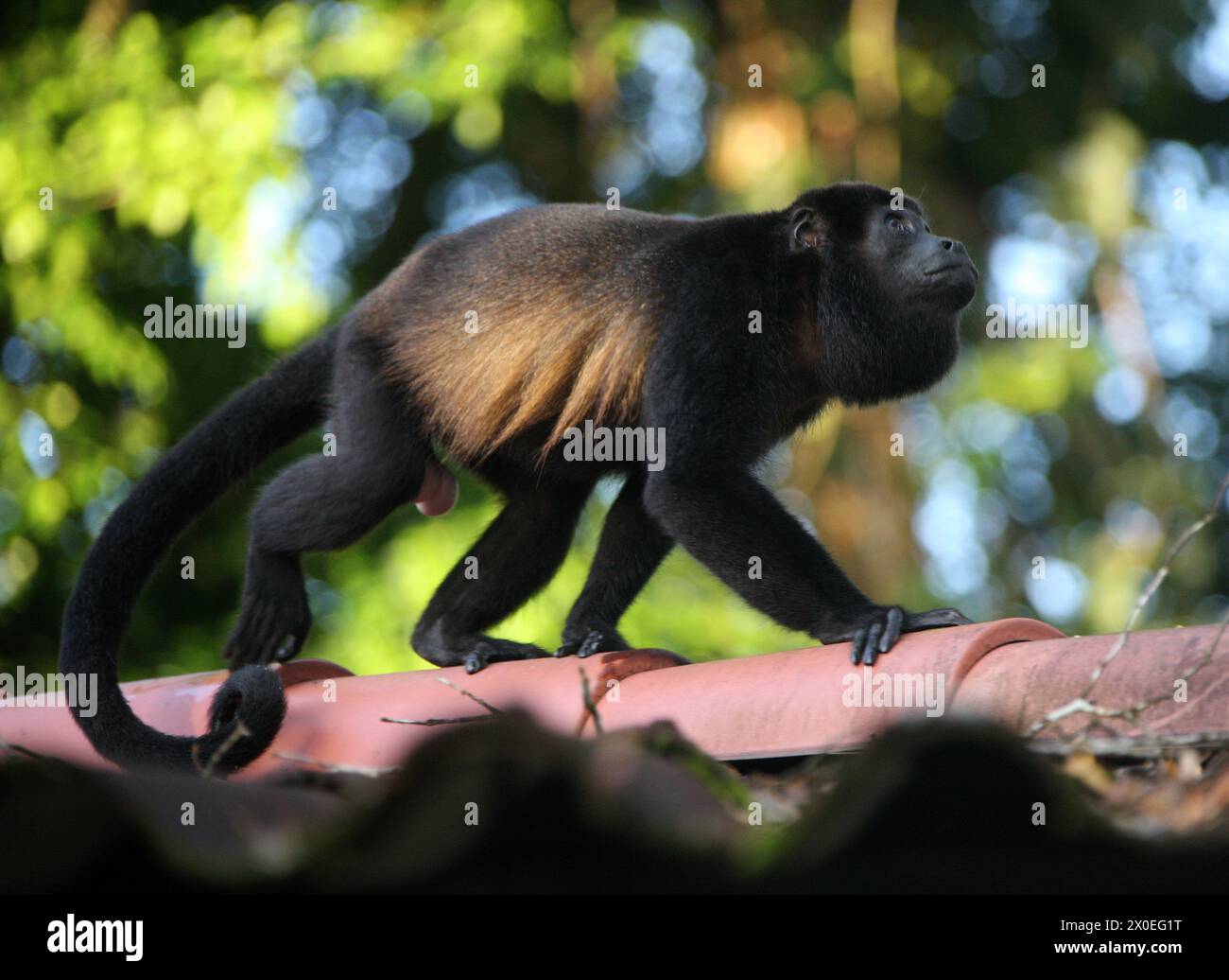 Male Golden-mantled Howler Monkey, Alouatta palliata palliata, Atelidae ...