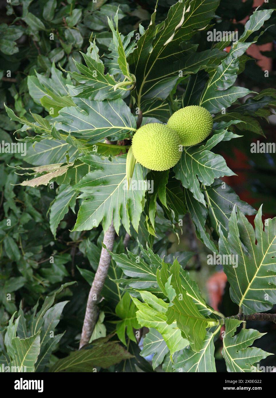 Fruit of the breadfruit tree hi-res stock photography and images - Alamy