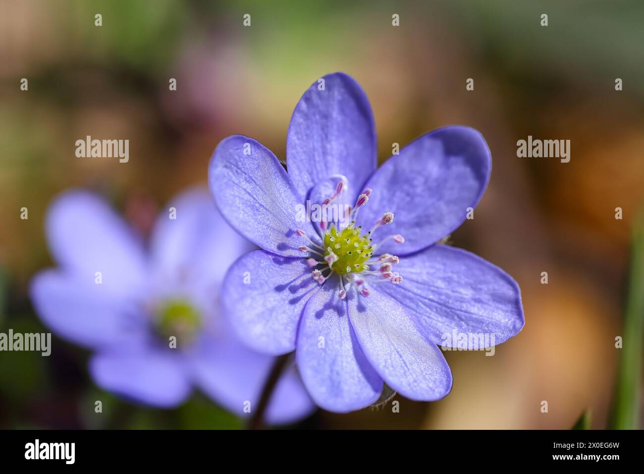 Amazing round-lobed hepatica flower macro shoot. Shallow depth of field ...