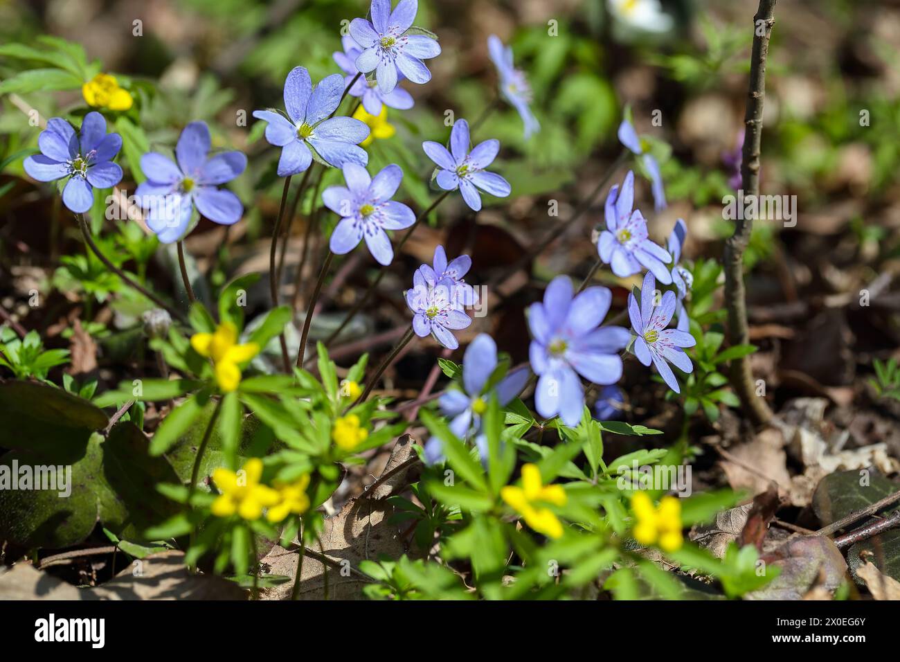 Amazing round-lobed hepatica flower macro shoot. Shallow depth of field ...