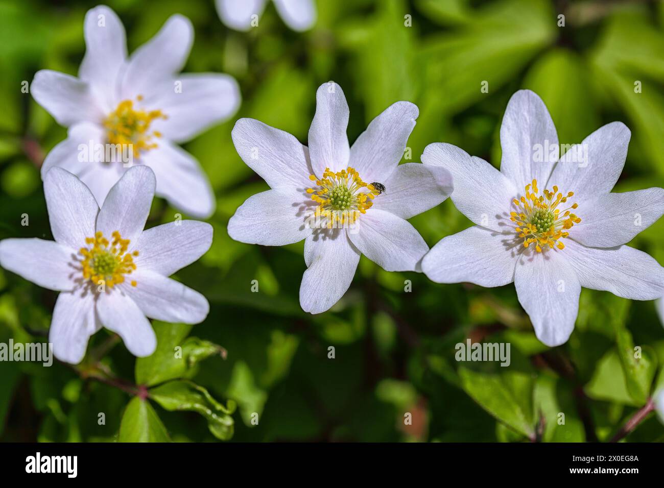 Amazing white anemone flowers background. Gentle stock flower image ...