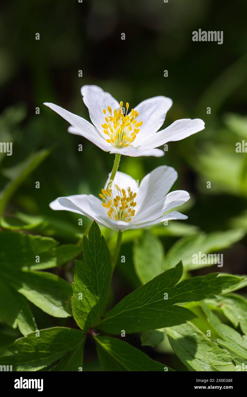 Amazing white anemone flowers background. Gentle stock flower image ...
