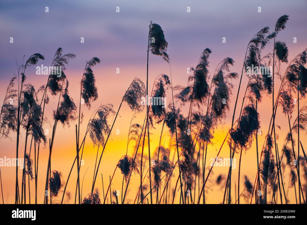 Amazing dried reed on a background sunset. Shallow depth of field Stock ...