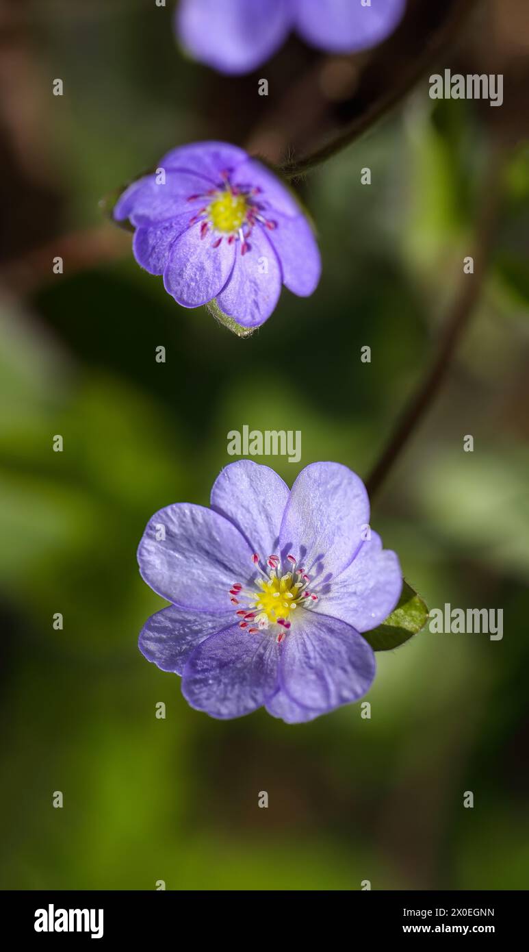 Amazing round-lobed hepatica flower macro shoot. Shallow depth of field ...